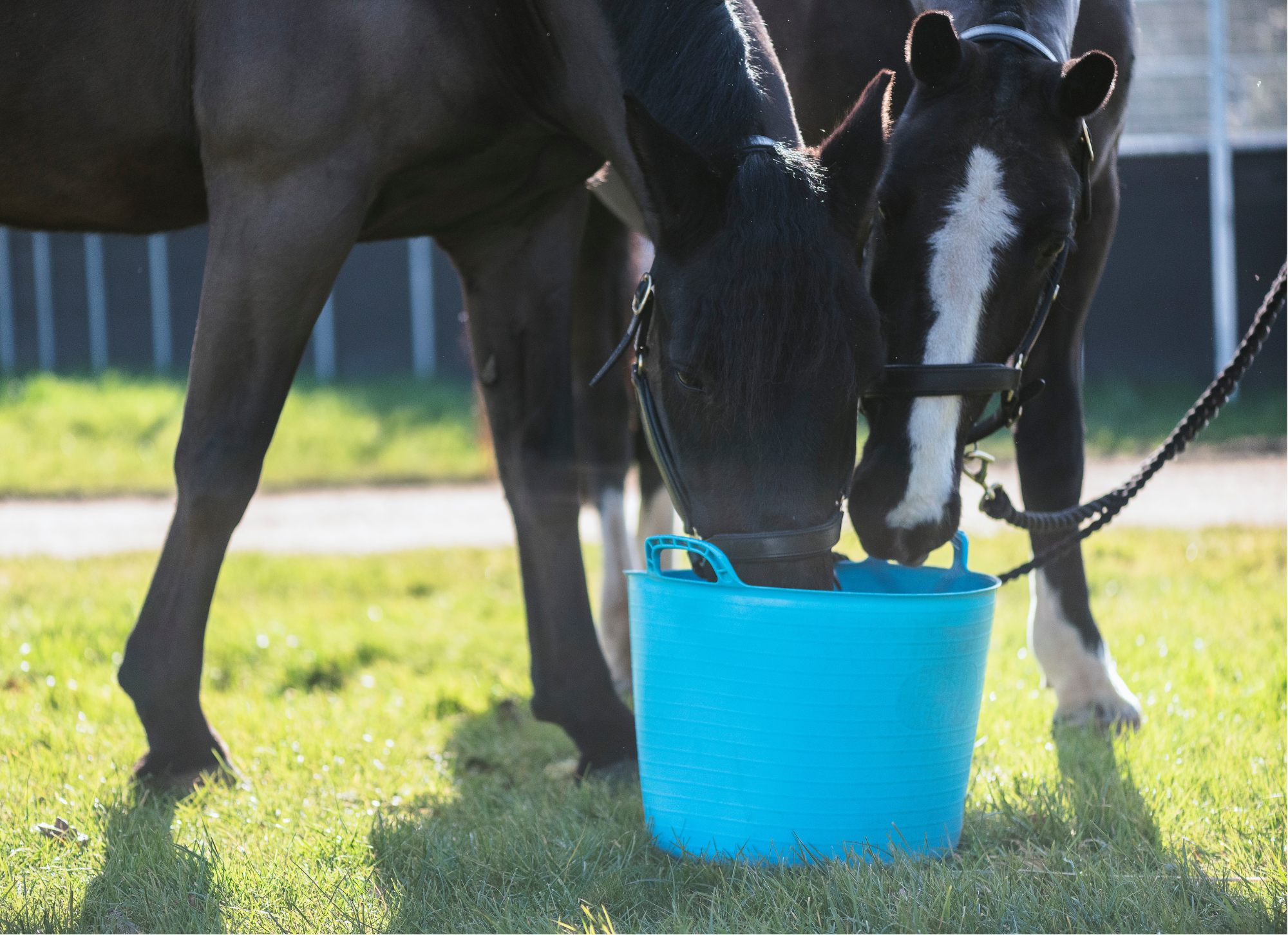 Let’s Talk Micronised Linseed For Horses – Horse Herbs