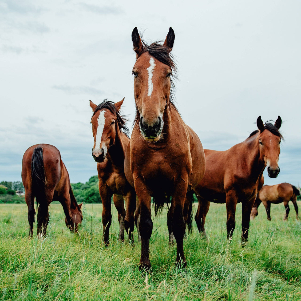 Pea Protein for Horses | Equine Muscle Growth Supplement – Horse Herbs